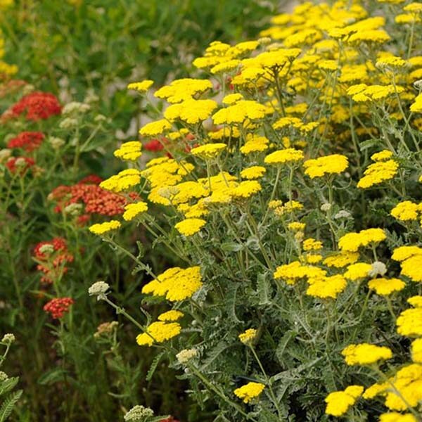 Perennials - Page 3 of 21 - Sugar Creek Gardens