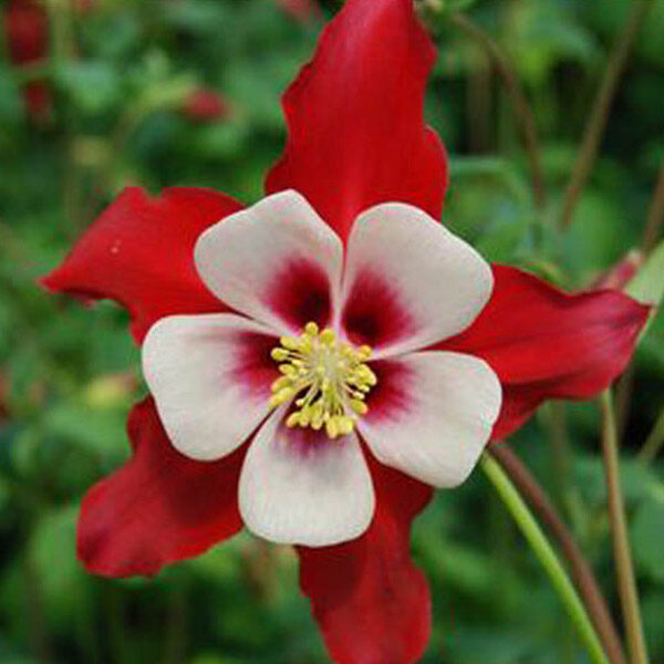 Echinacea - SunSeekers Rainbow Coneflower - Sugar Creek Gardens