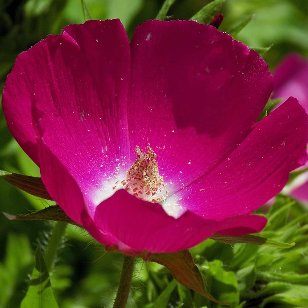 Missouri Native Plants - Sugar Creek Gardens