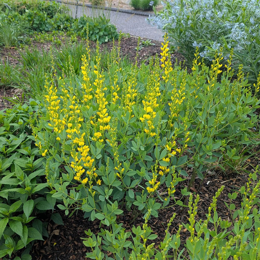 Baptisia sphaerocarpa - Yellow Wild Indigo - Sugar Creek Gardens Sugar ...