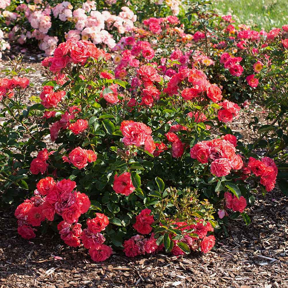 Rose Drift Coral Ground Cover Rose - Sugar Creek Gardens