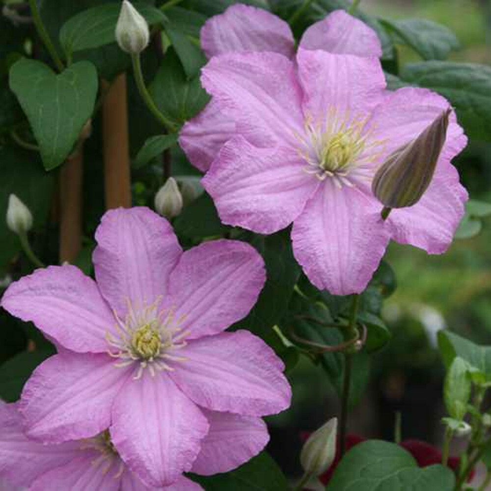 Clematis for Shade - Sugar Creek Gardens