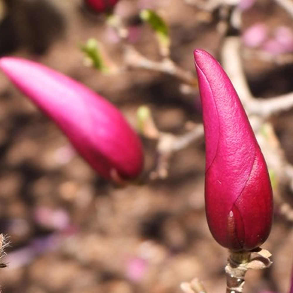 Magnolia Ann - Sugar Creek Gardens
