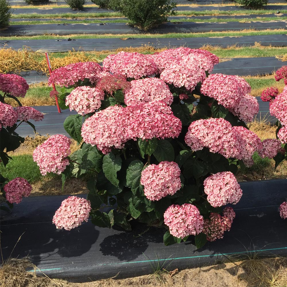 Hydrangea a. - Incrediball Blush Smooth Hydrangea - Sugar Creek Gardens