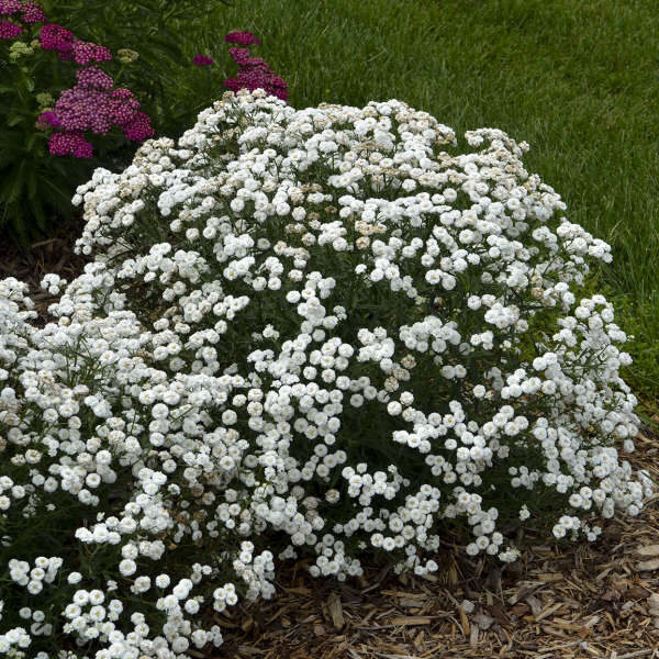 Best Perennial Plants for St. Louis Missouri Area - Sugar Creek Gardens