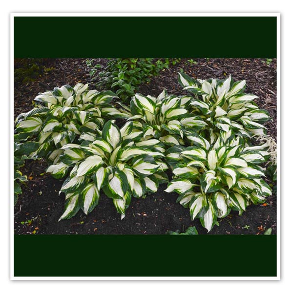 Hosta Vulcan - Sugar Creek Gardens