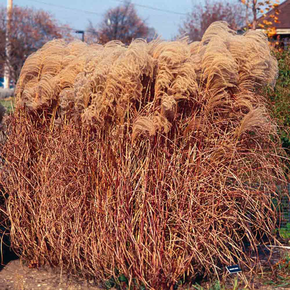 Miscanthus Gracillimus Maiden Grass - Sugar Creek Gardens