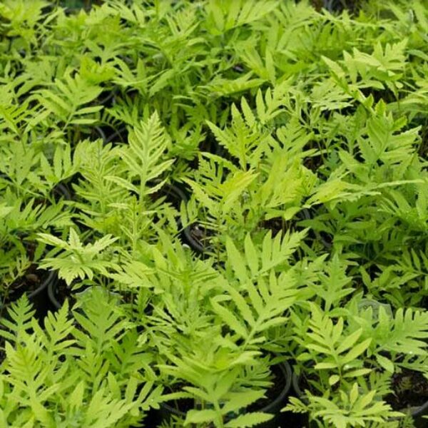 Hardy Ferns - Sugar Creek Gardens