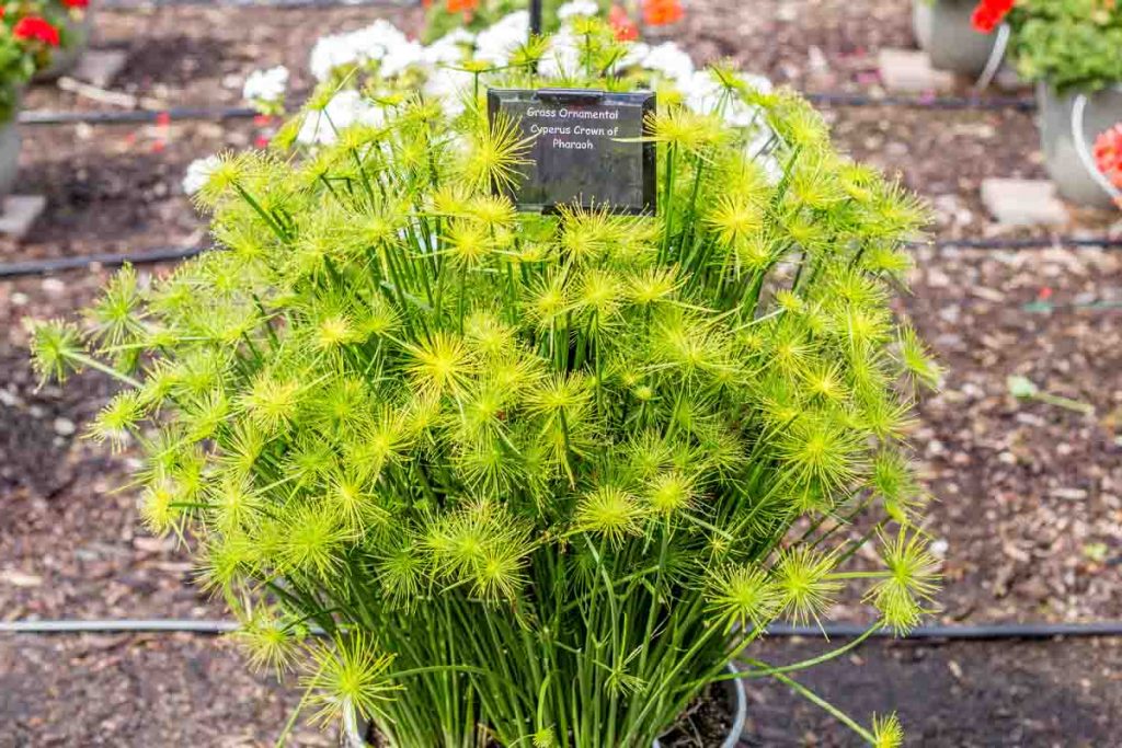 Papyrus Crown of Pharaoh - Sugar Creek Gardens