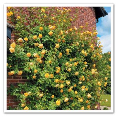 David Austin Roses - Sugar Creek Gardens