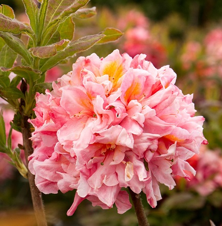 Azalea Sunset Pink, Deciduous Azalea - Sugar Creek Gardens