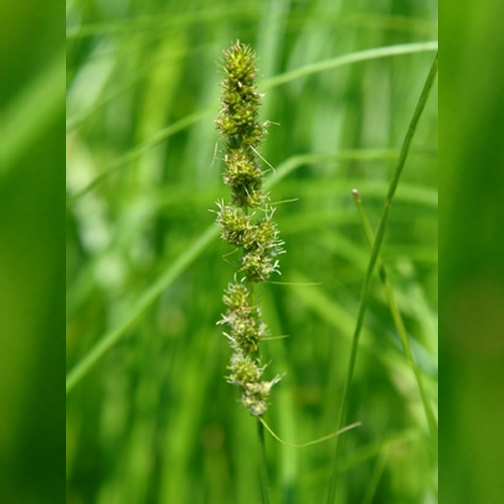 Missouri Native Plants - Page 4 of 8 - Sugar Creek Gardens
