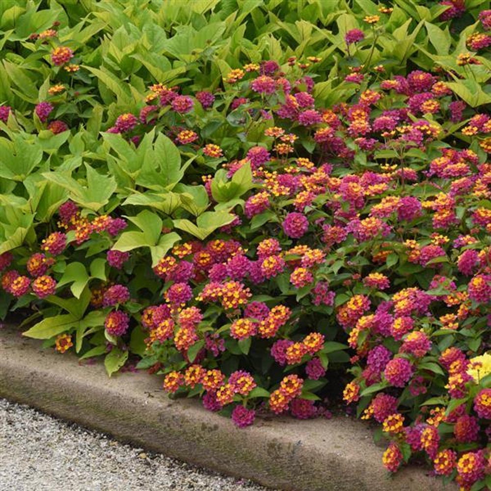 Lantana Lucky Sunrise Rose - Sugar Creek Gardens