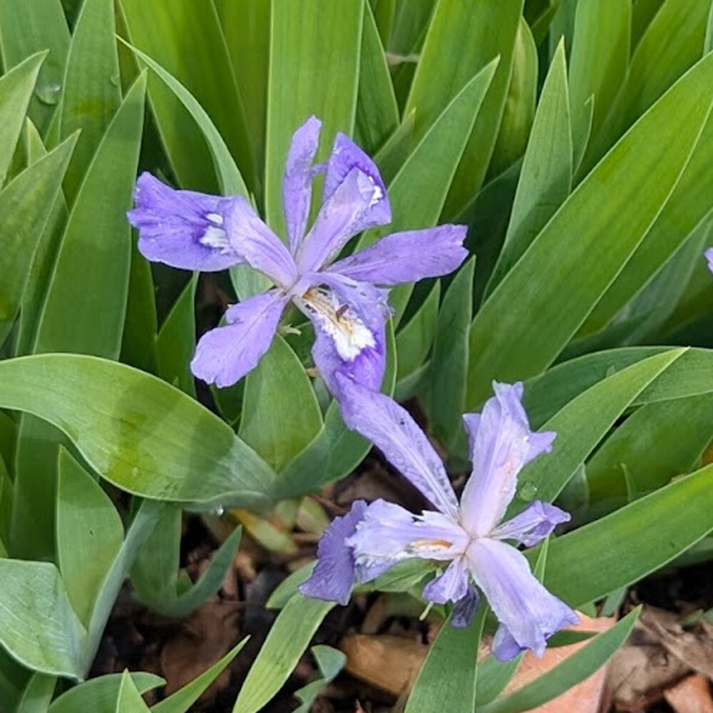 Perennials - Page 16 of 22 - Sugar Creek Gardens