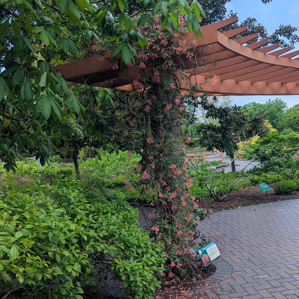 Missouri Native Plants for the St Louis Area - Sugar Creek Gardens