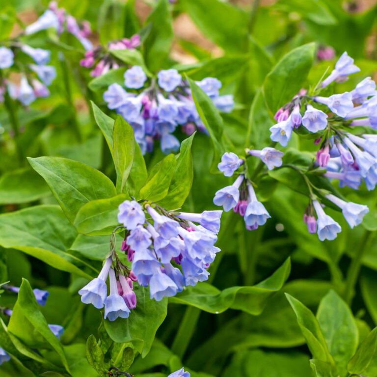 Mertensia virginica - Virginia Bluebell - Sugar Creek Gardens