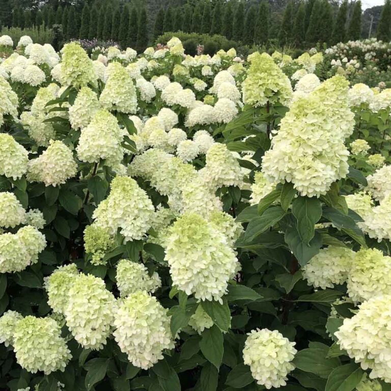 Hydrangea Limelight Prime Panicle Hydrangea - Sugar Creek Gardens Hydrangea Limelight Prime Panicle Hydrangea - Sugar Creek Gardens