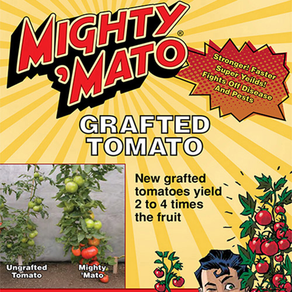 Tomato - Mighty 'Mato Big Beef Grafted Tomato - Sugar Creek Gardens ...