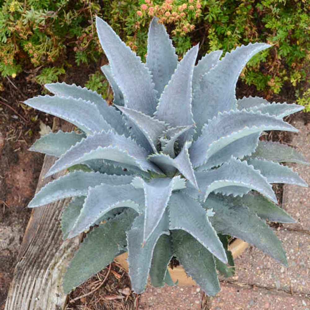 Mangave - Sugar Creek Gardens
