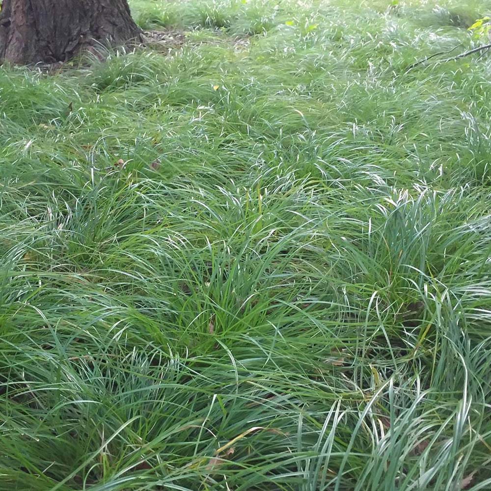 Carex albicans - Oak Sedge - White-Tinged Sedge - Sugar Creek Gardens