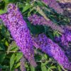 Buddleia - Violet Cascade Butterfly Bush - Sugar Creek Gardens