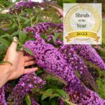 Buddleia - Violet Cascade Butterfly Bush - Sugar Creek Gardens