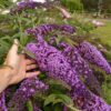 Buddleia - Violet Cascade Butterfly Bush - Sugar Creek Gardens