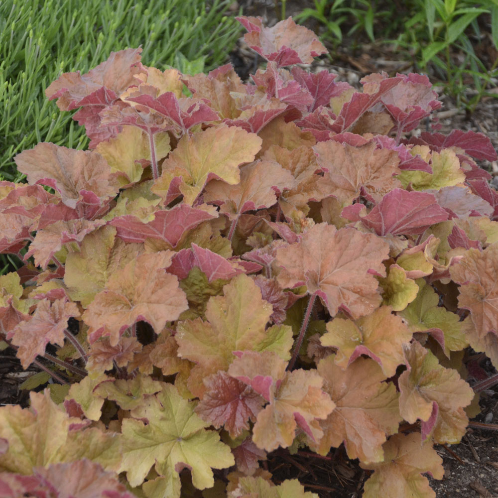 Heuchera - Caramel Coral Bells - Sugar Creek Gardens Sugar Creek ...