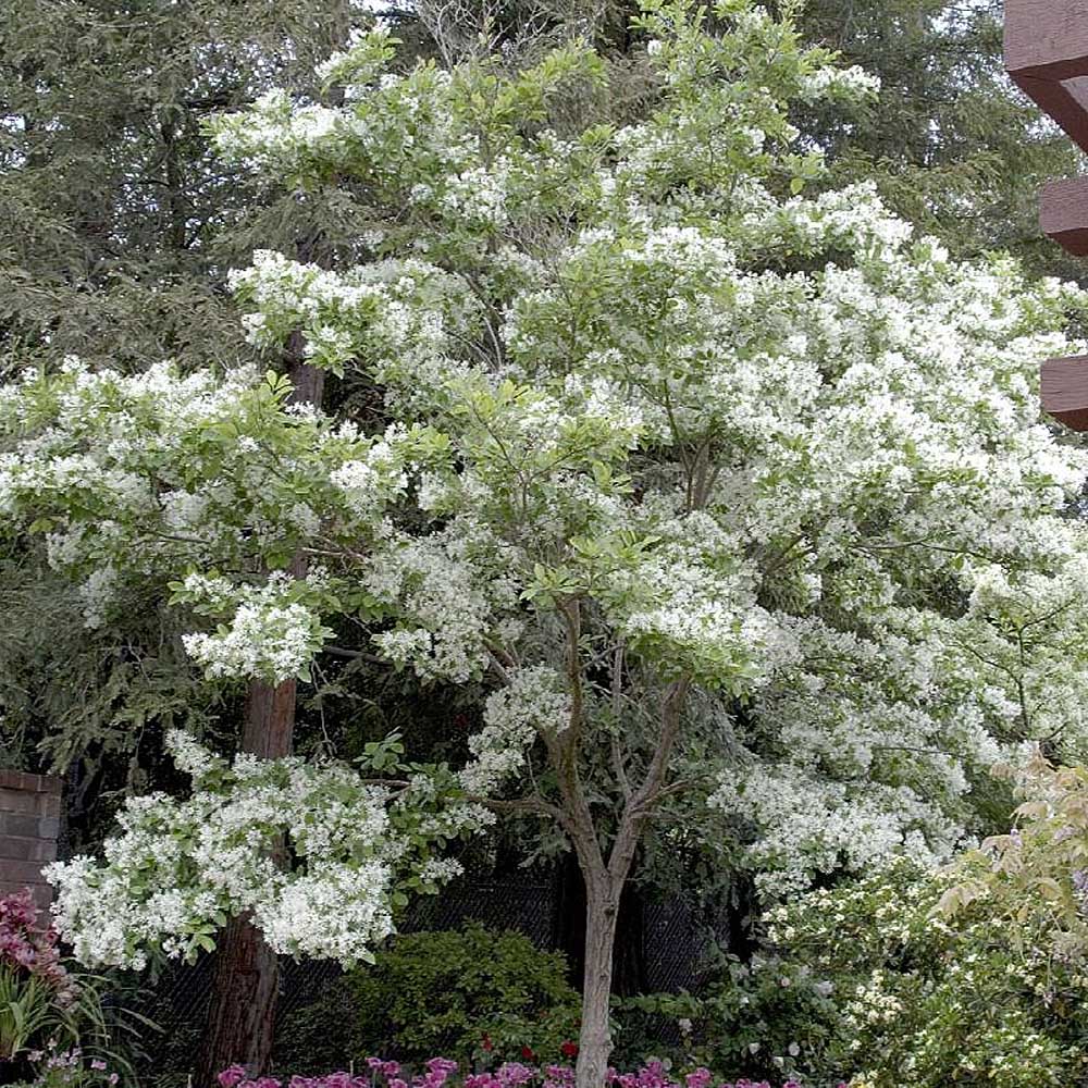 Chionanthus virginicus - Fringe Tree - Sugar Creek Gardens