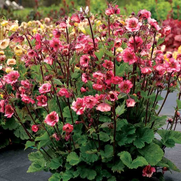 Heuchera - Caramel, Coral Bell - Sugar Creek Gardens