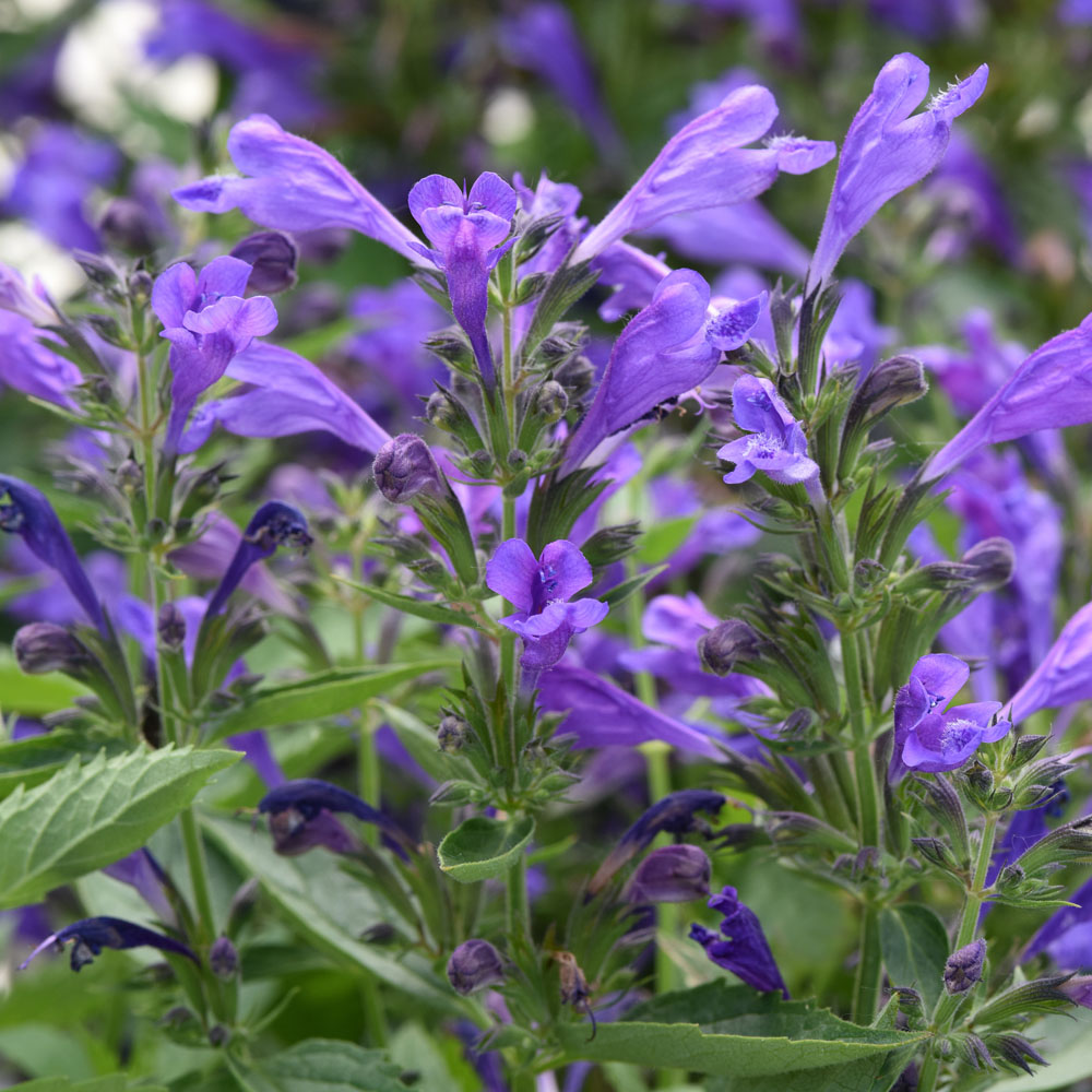 Purple Flowers By Name