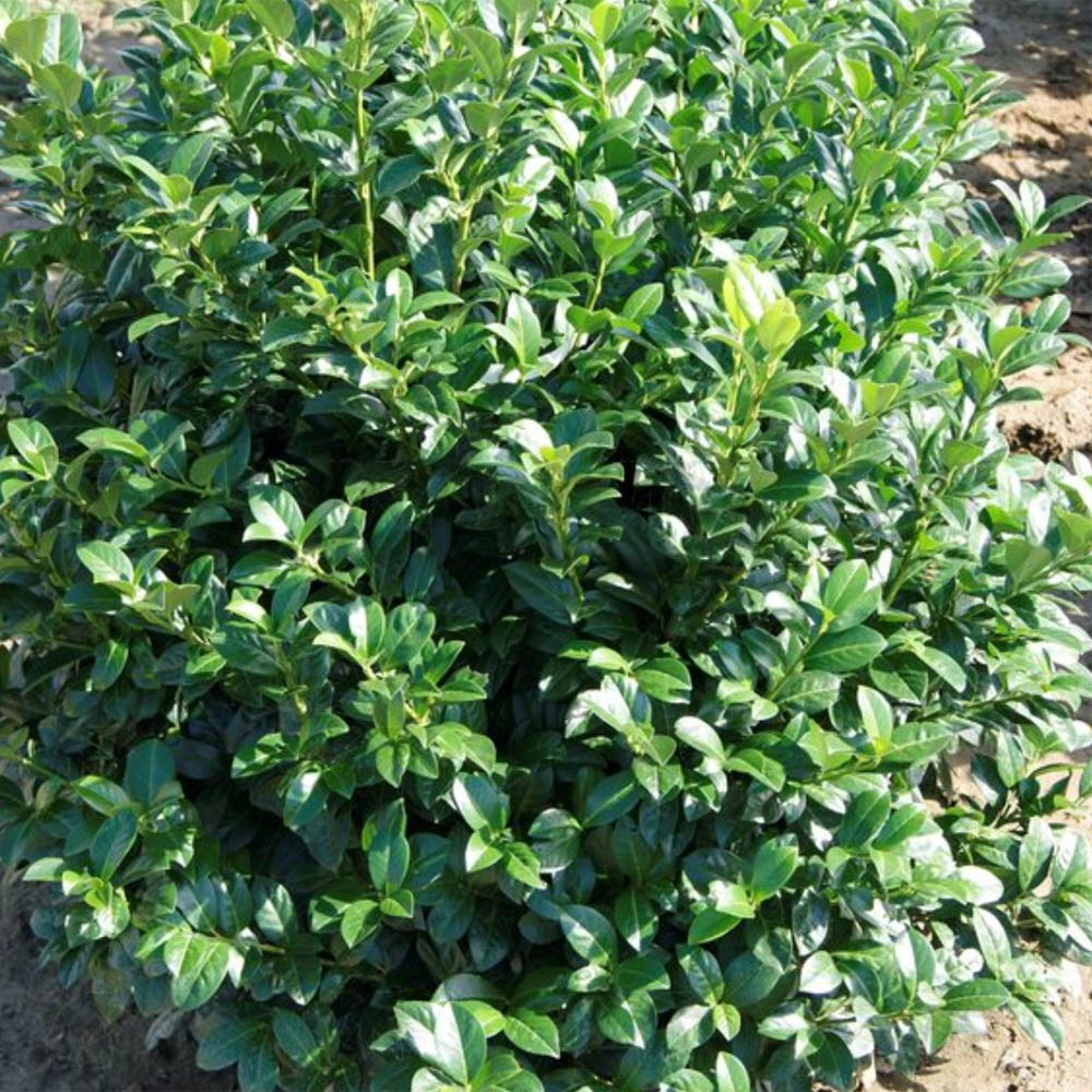 Trees and Shrubs - Page 8 of 10 - Sugar Creek Gardens