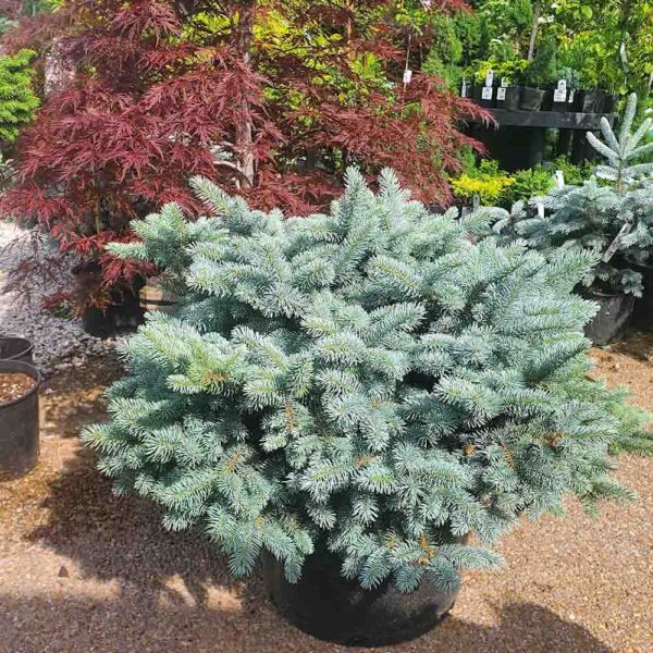 Picea Globosa, Blue Globe Spruce - Sugar Creek Gardens