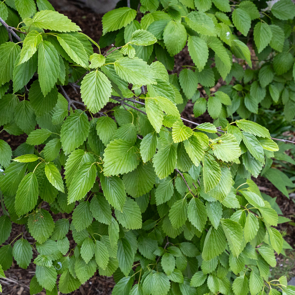 Missouri Native Plants - Page 4 of 8 - Sugar Creek Gardens