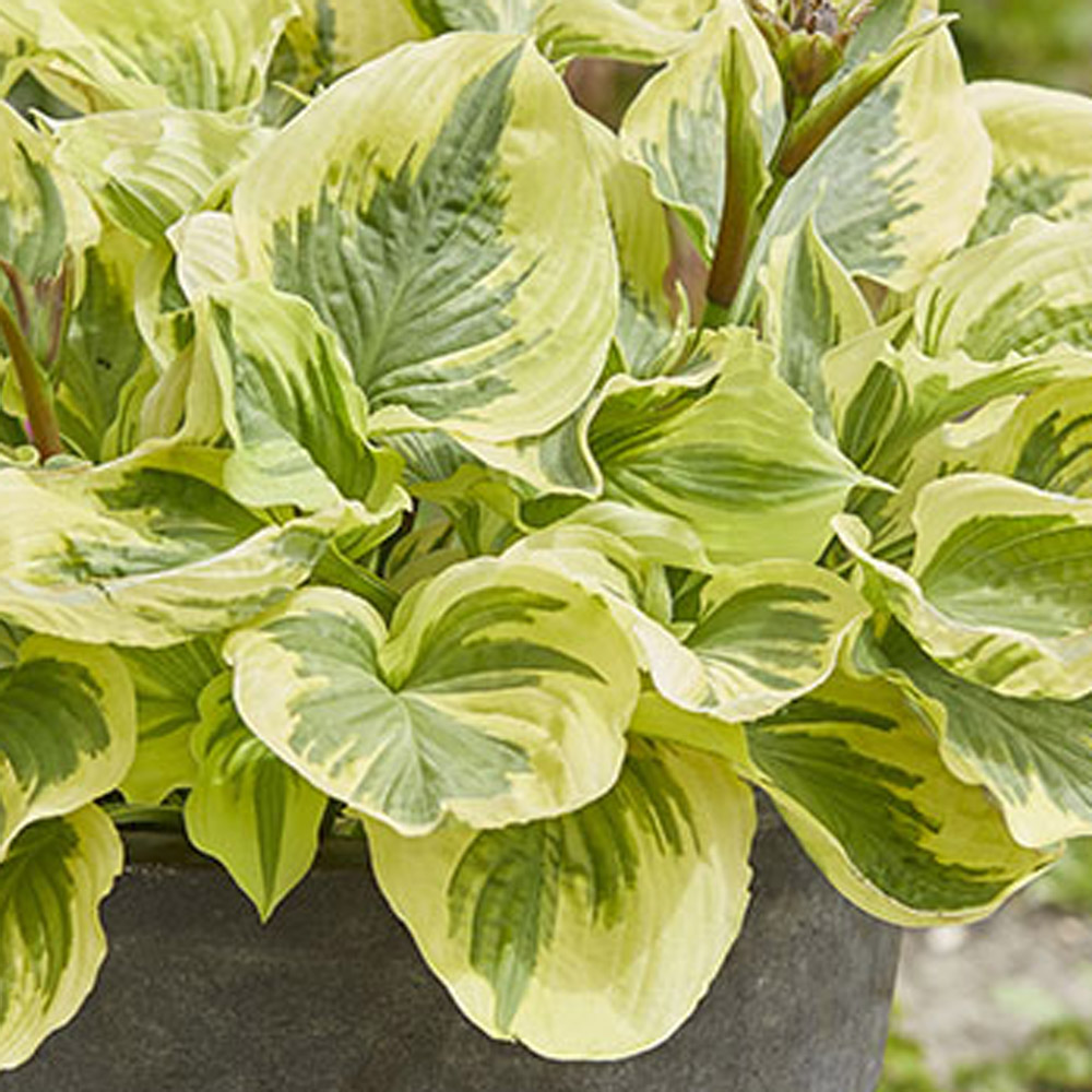 Perennials - Page 14 of 22 - Sugar Creek Gardens