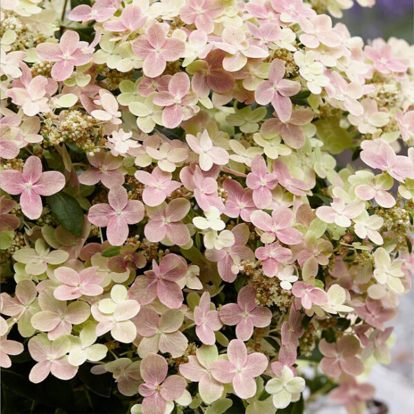 Trees and Shrubs - Sugar Creek Gardens