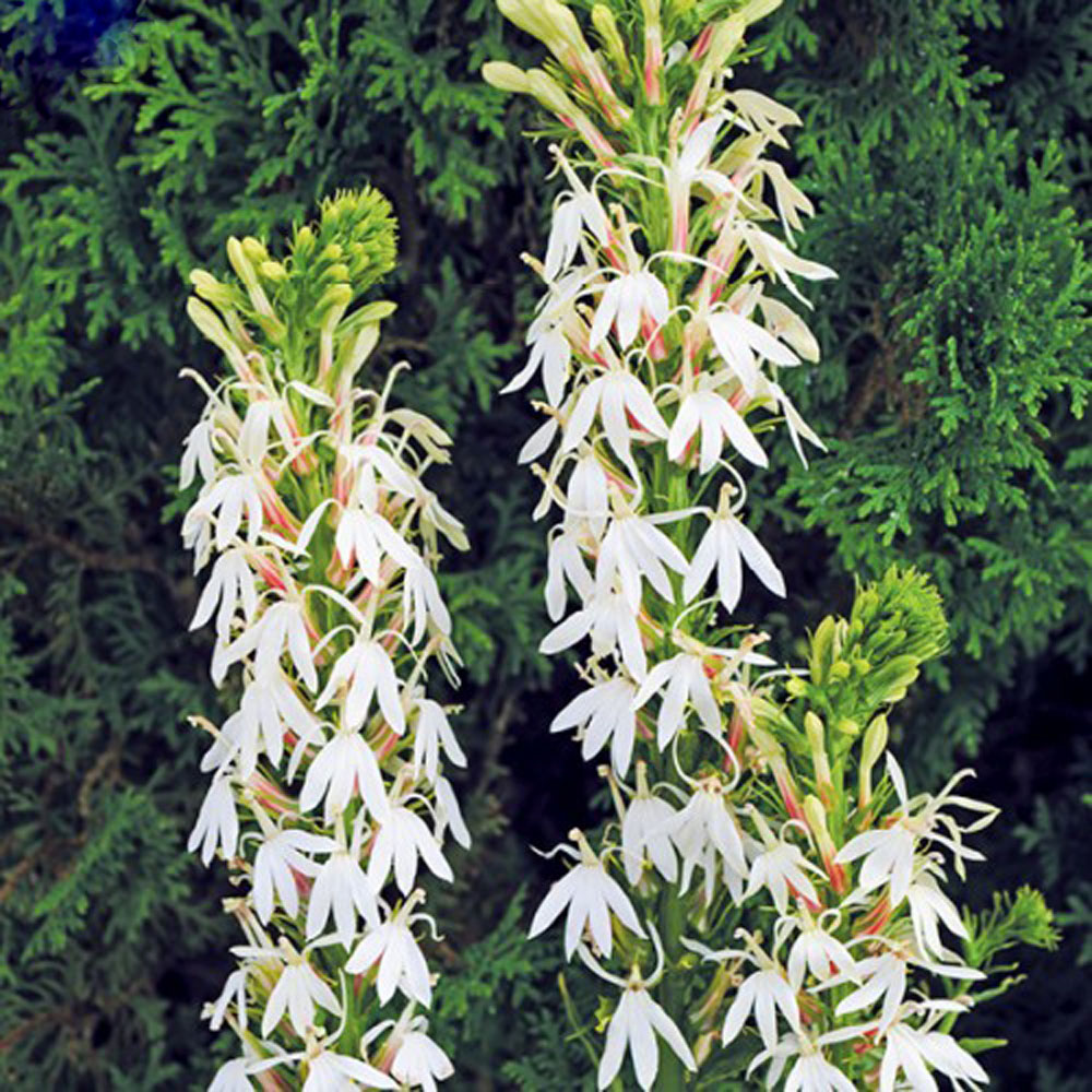Lobelia siphilitica alba - White Cardinal Flower - Sugar Creek Gardens