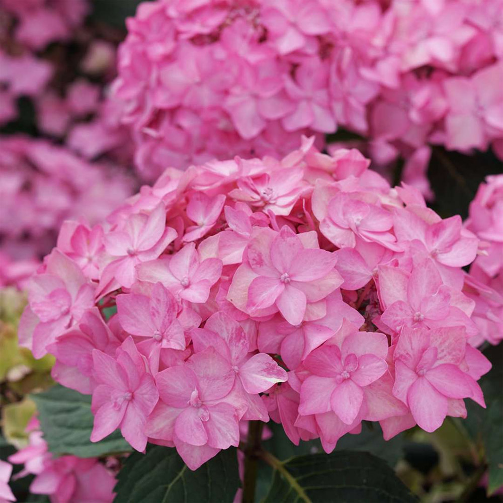 Hydrangea Can Do! - Sugar Creek Gardens