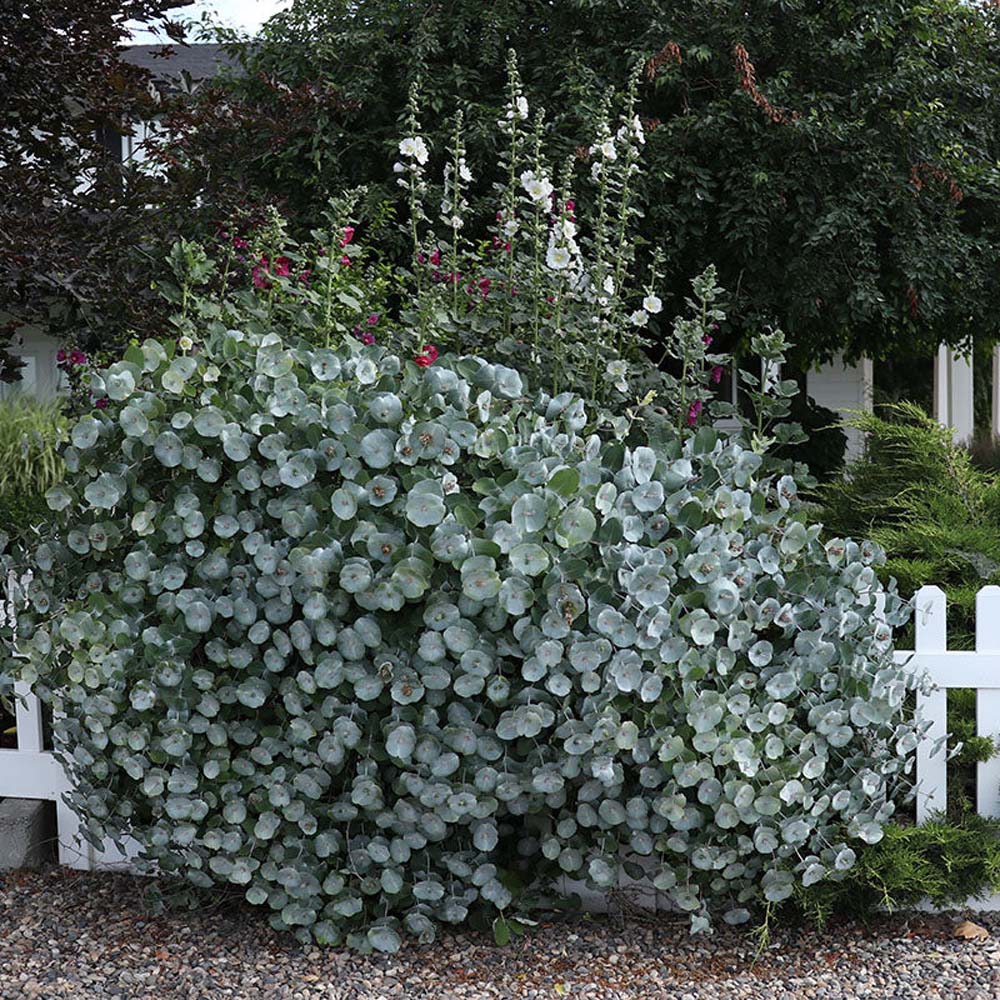 Lonicera - Kintzley's Ghost Honeysuckle Vine - Sugar Creek Gardens