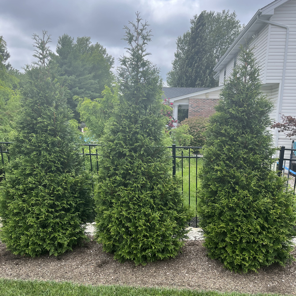 Thuja Northern Spire - Arborvitae - Sugar Creek Gardens