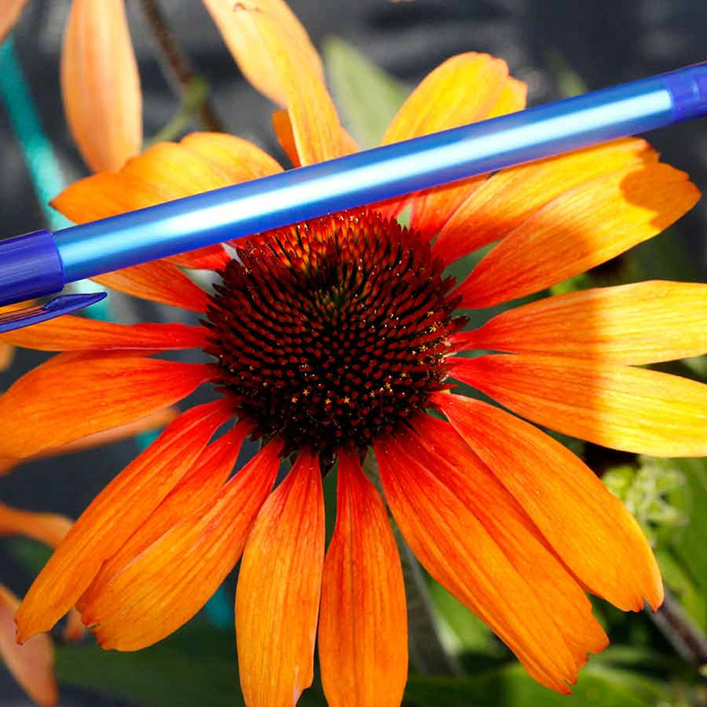 Echinacea - Prima Tiger Coneflower - Sugar Creek Gardens