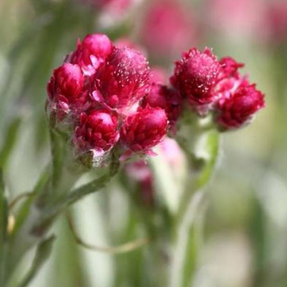 Antennaria dioica Rubra - Red Pussytoes - Sugar Creek Gardens Sugar ...