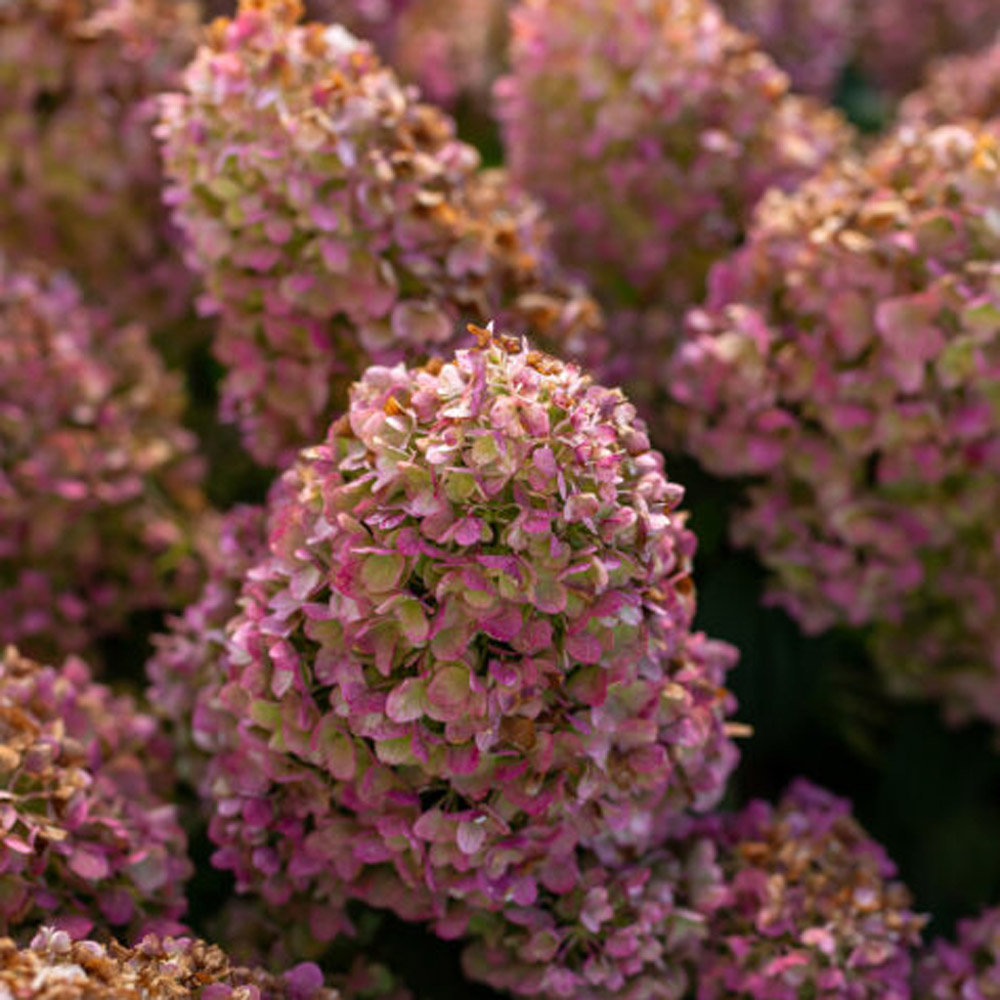 Hydrangeas - Sugar Creek Gardens