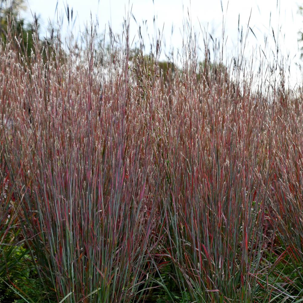 Schizachyrium - Sandhill Little Bluestem Grass - Sugar Creek Gardens