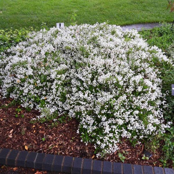 Deutzia Nikko - Sugar Creek Gardens