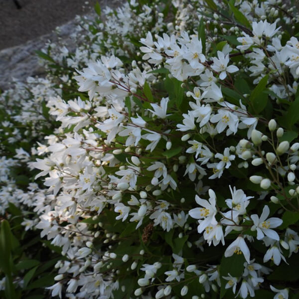 Deutzia Nikko - Sugar Creek Gardens