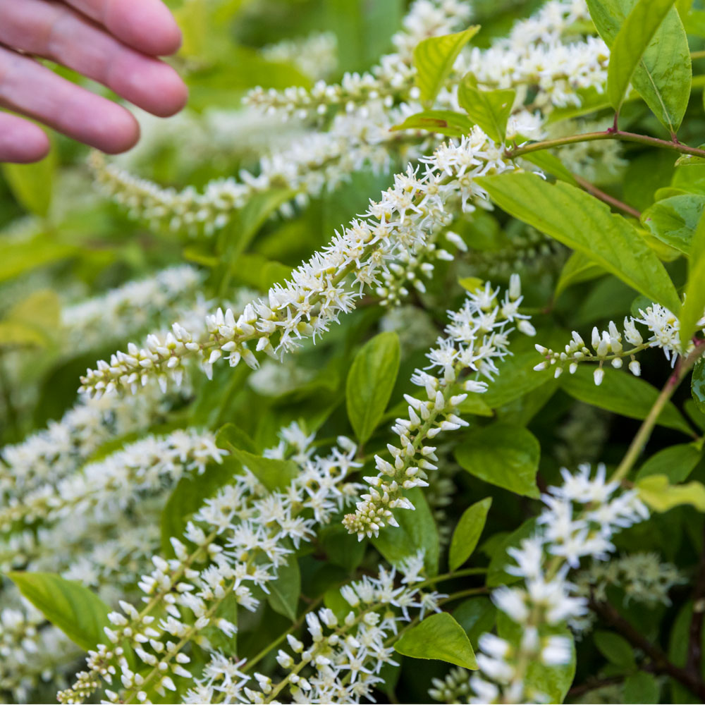 Itea virginica - Virginia Sweetspire - Sugar Creek Gardens