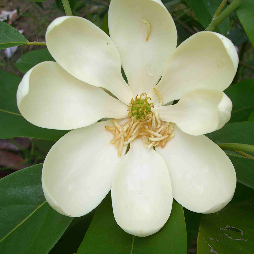Magnolia virginiana - Jim Wilson or Moonglow Sweet Bay Magnolia - Sugar ...