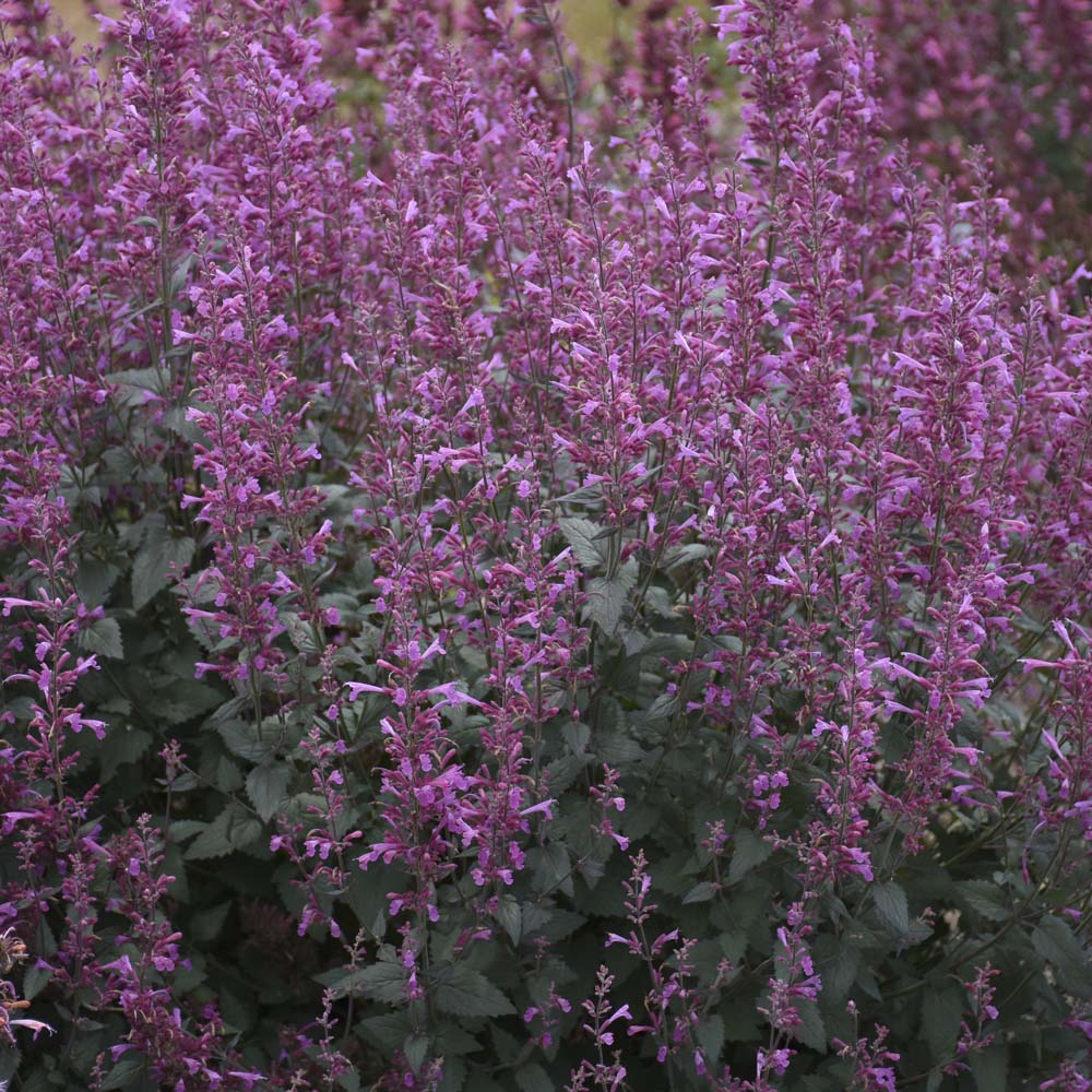 Agastache - Royal Raspberry Hummingbird Mint - Sugar Creek Gardens