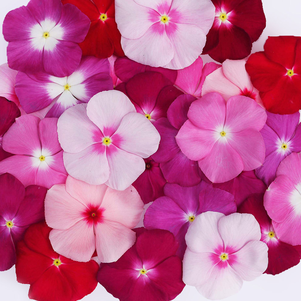Vinca Mega Bloom Mix - Sugar Creek Gardens